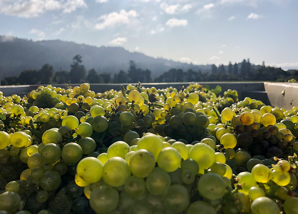 History of Anderson Valley Chardonnay Wines and Vineyards