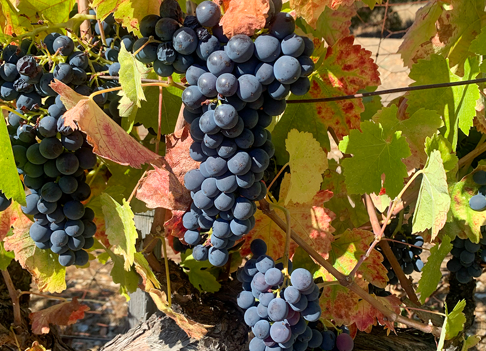 Anderson Valley Syrah Wine Producers and Tasting Rooms