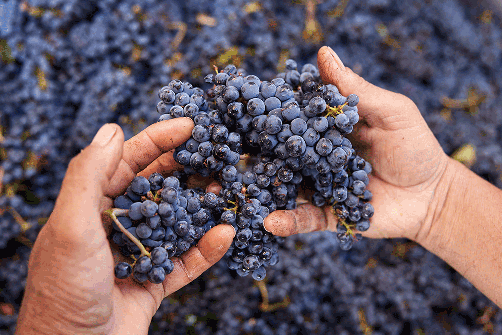 Why Is Anderson Valley So Good for Growing Pinot Noir?